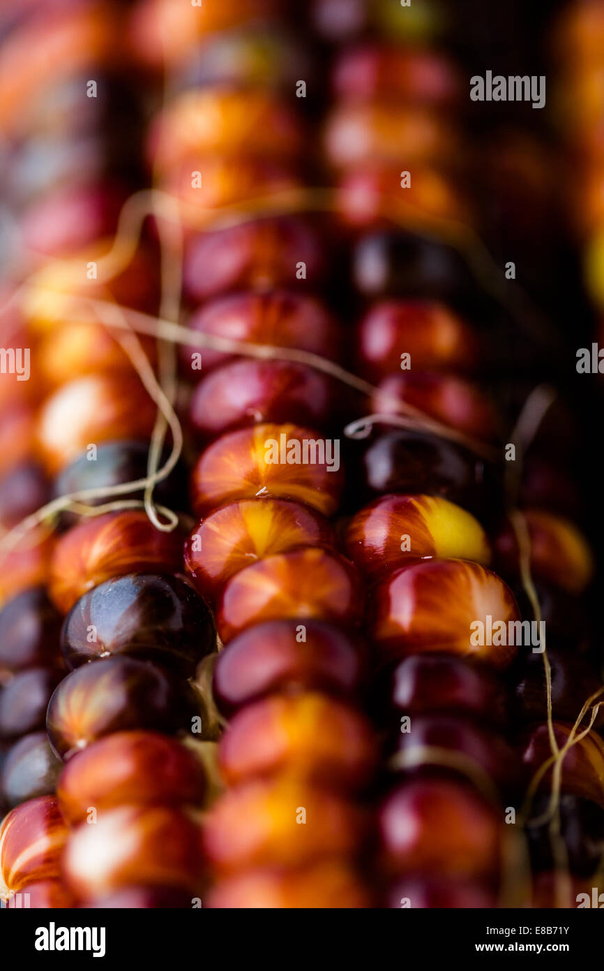 Multi colored indian corn made for Thanksgiving decoration Stock Photo ...