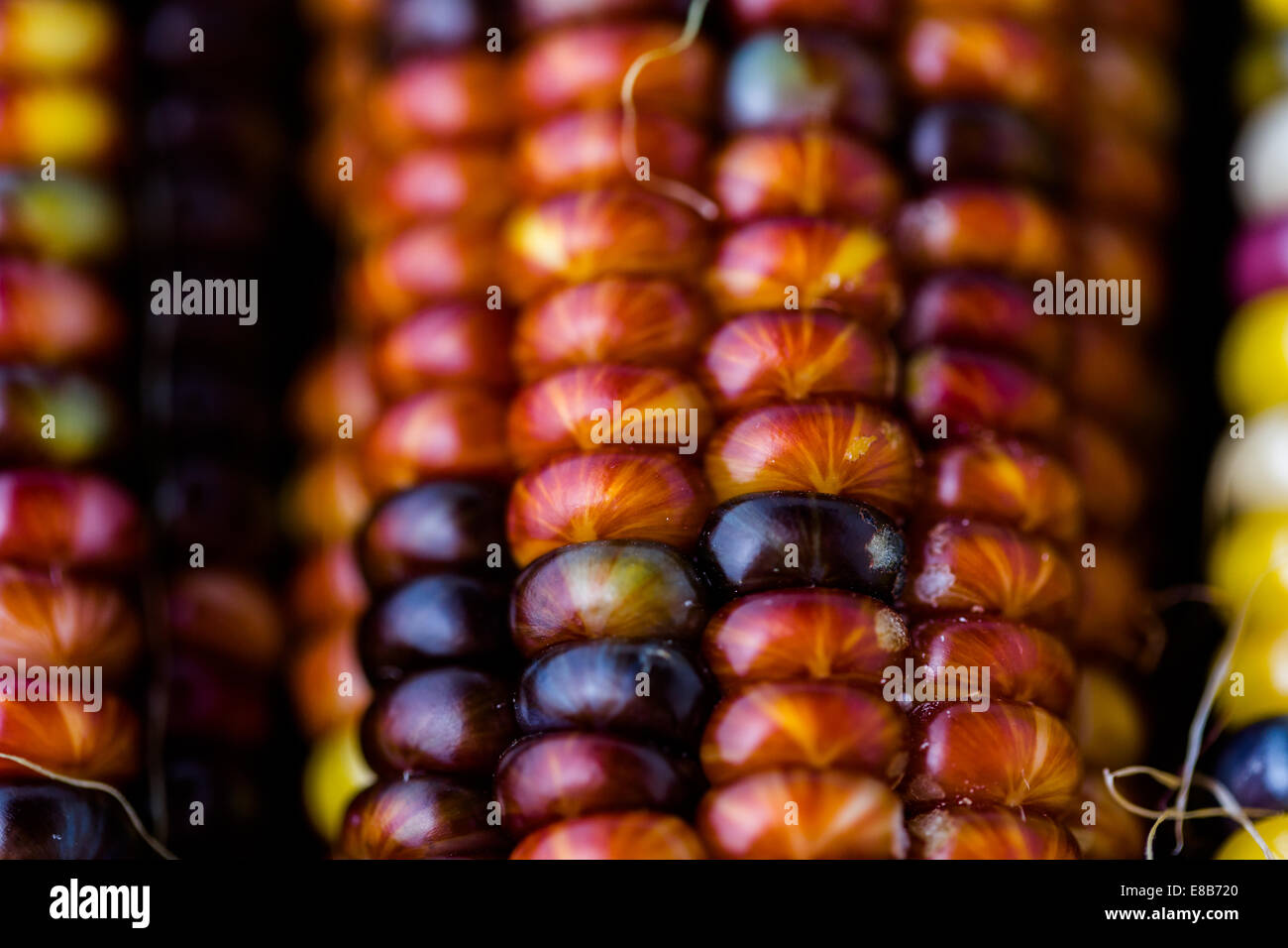 Multi colored indian corn made for Thanksgiving decoration Stock Photo ...