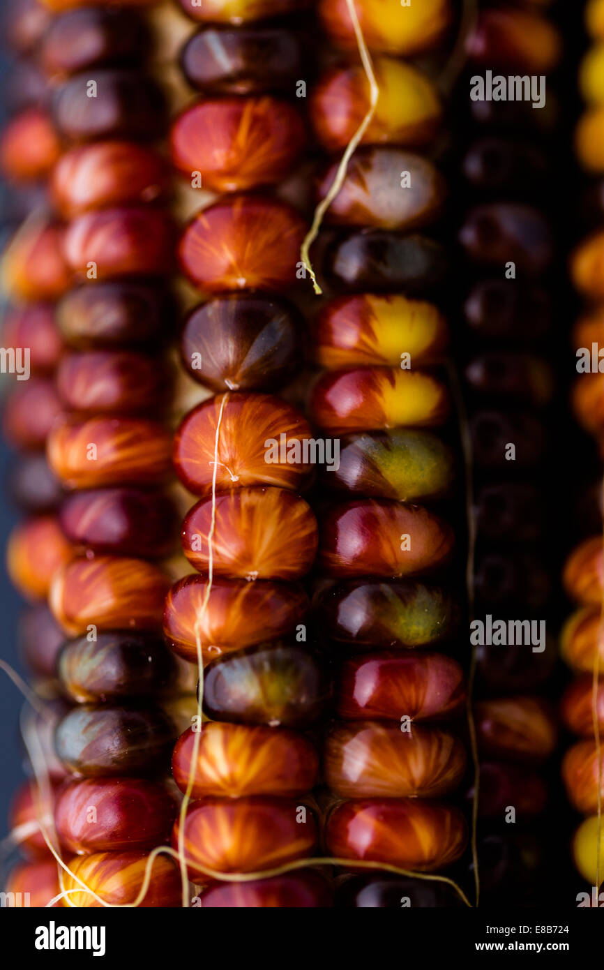 Multi colored indian corn made for Thanksgiving decoration Stock Photo ...