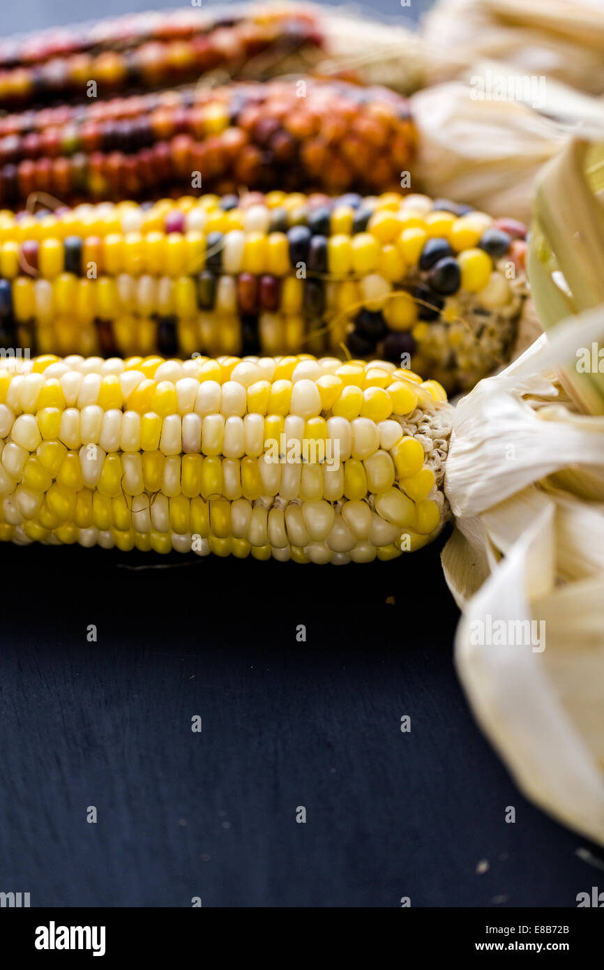 Multi colored indian corn made for Thanksgiving decoration Stock Photo ...