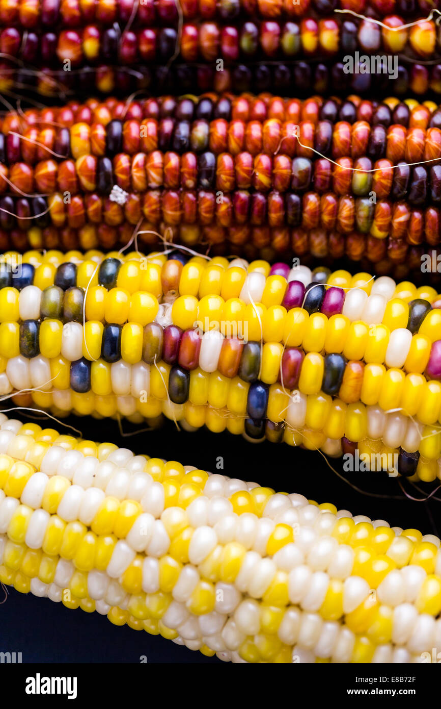 Multi colored indian corn made for Thanksgiving decoration Stock Photo ...