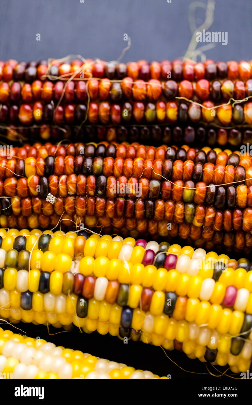Multi colored indian corn made for Thanksgiving decoration Stock Photo ...