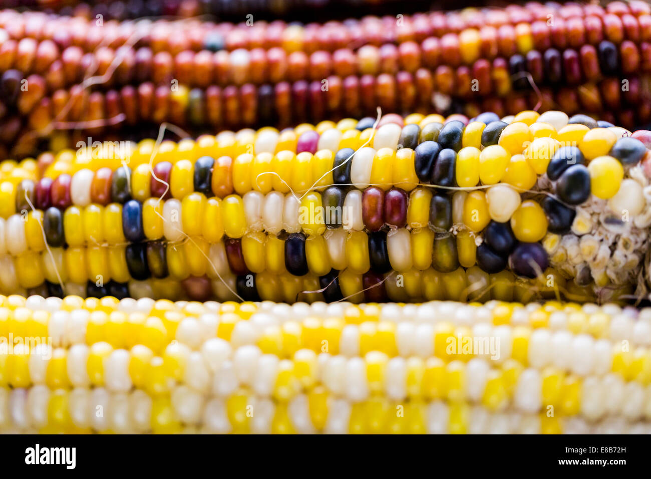 Multi colored indian corn made for Thanksgiving decoration Stock Photo ...