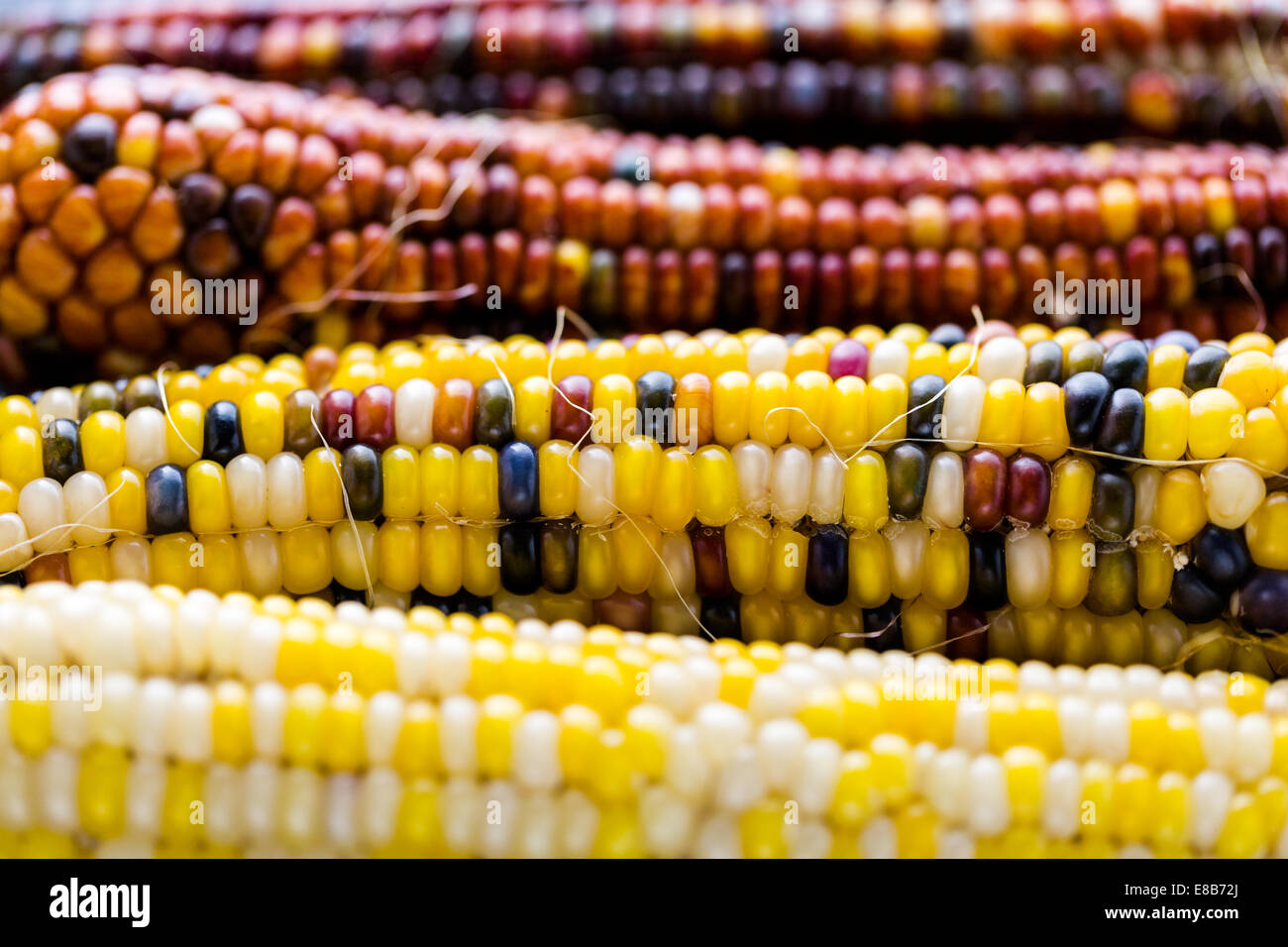Multi colored indian corn made for Thanksgiving decoration Stock Photo ...