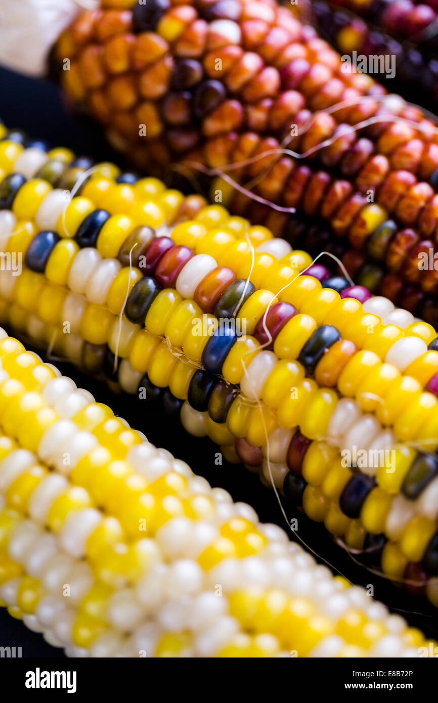 Multi colored indian corn made for Thanksgiving decoration Stock Photo ...