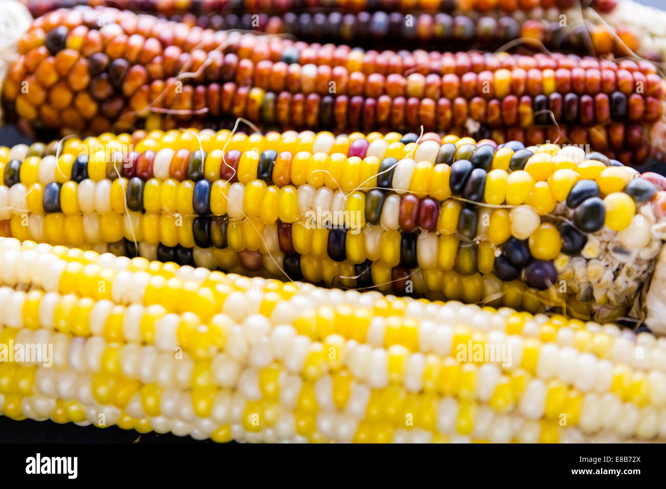 Multi colored indian corn made for Thanksgiving decoration Stock Photo ...