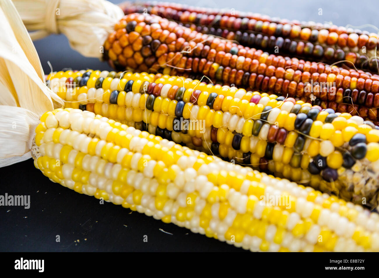 Multi colored indian corn made for Thanksgiving decoration Stock Photo ...