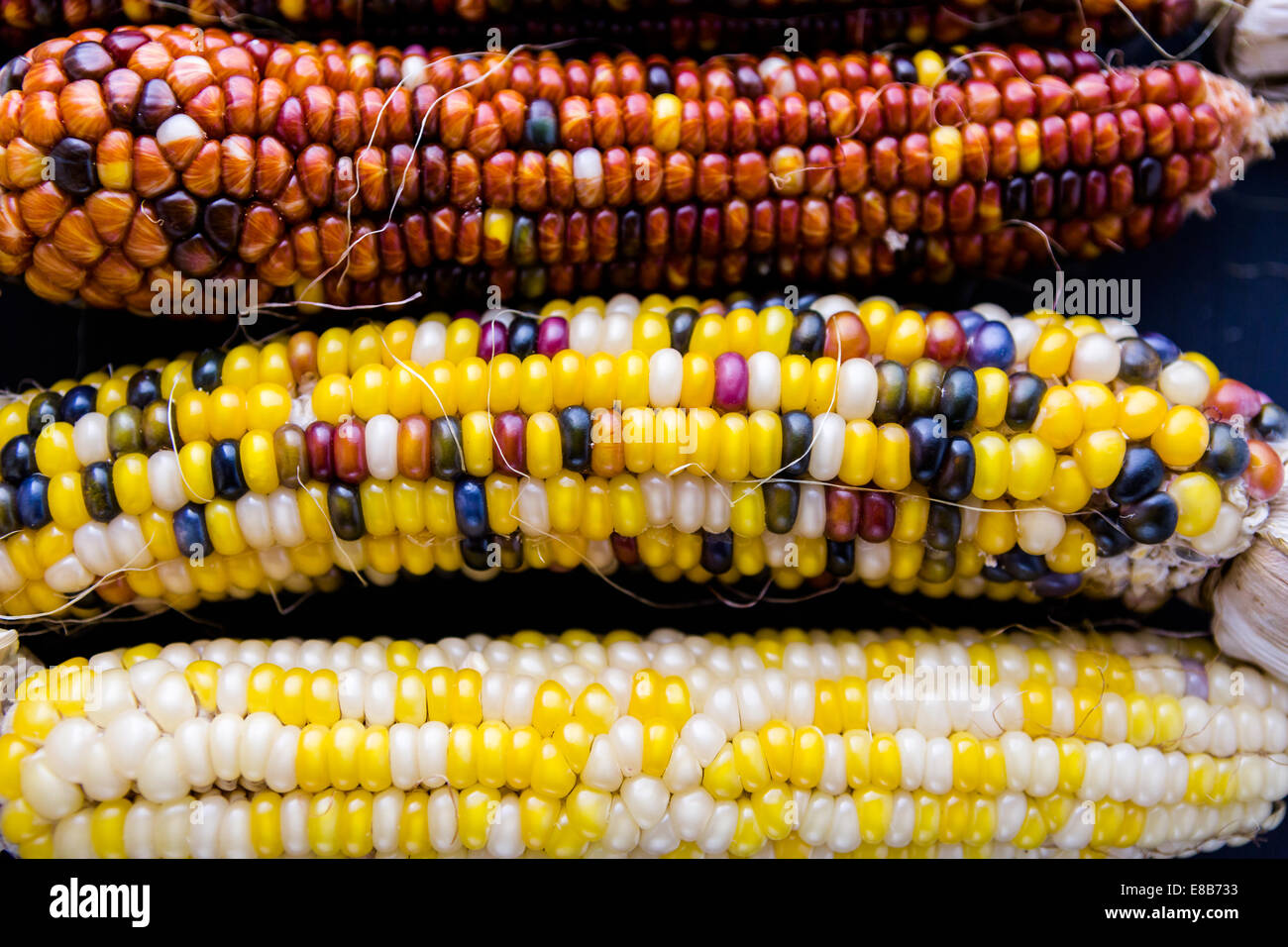 Multi colored indian corn made for Thanksgiving decoration Stock Photo ...
