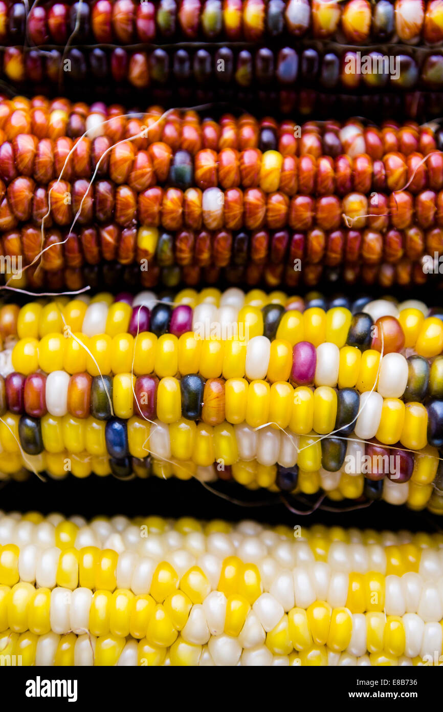 Multi colored indian corn made for Thanksgiving decoration Stock Photo ...