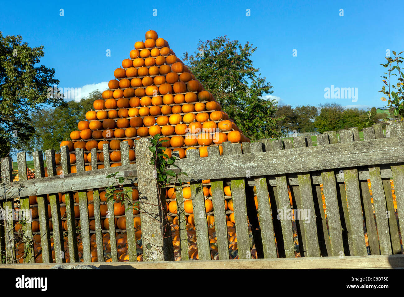Pumpkins farm, orange pumpkins stacked up in the shape of a pyramid ...