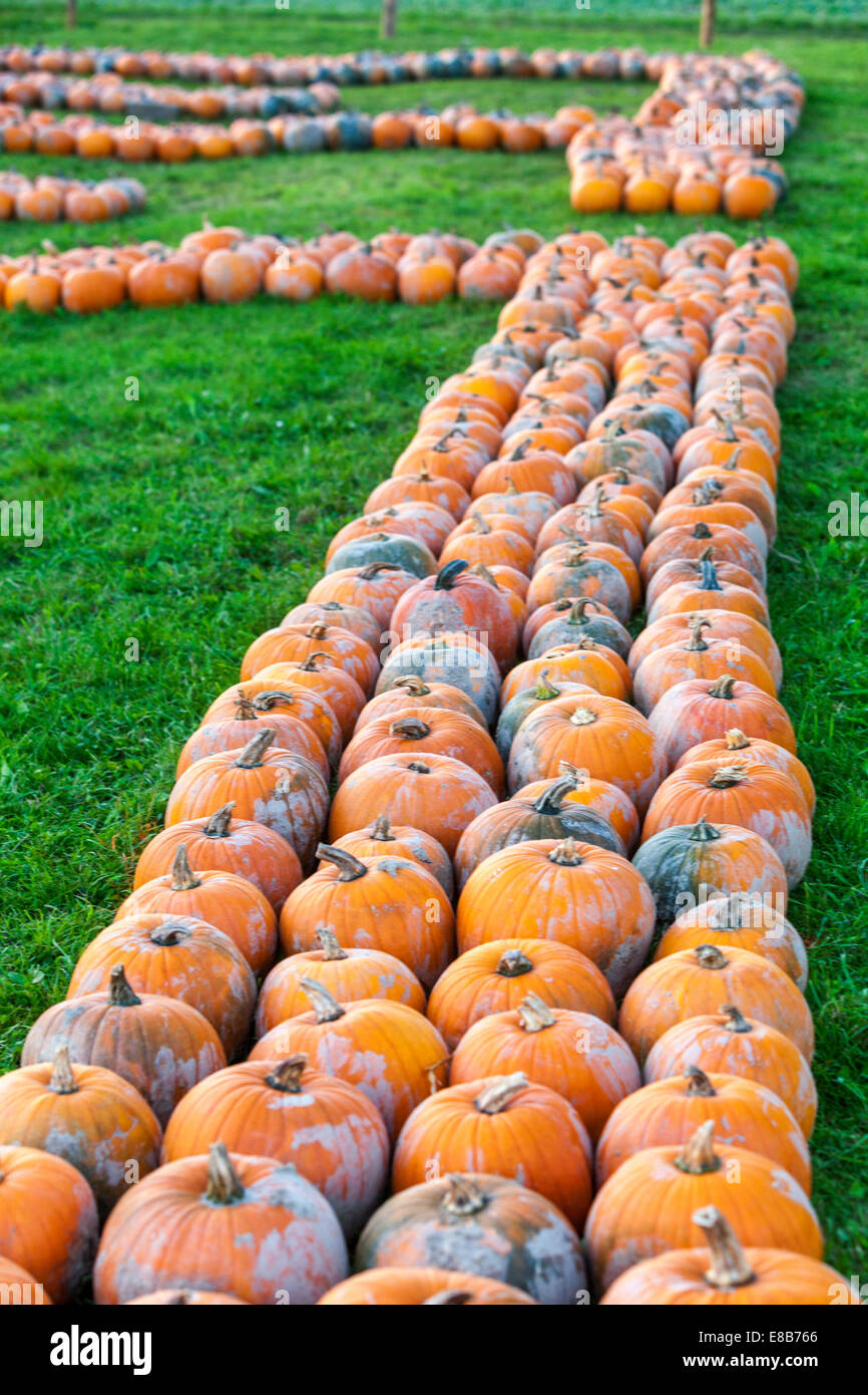 Pumpkin farm, pumpkins stacked in lines on the ground Stock Photo - Alamy