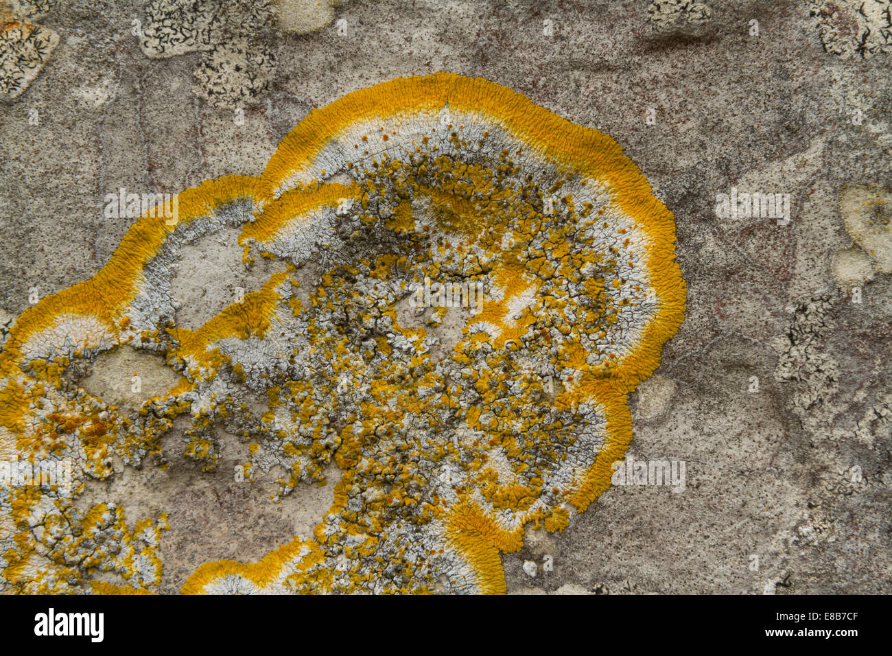 Yellow scale hi-res stock photography and images - Alamy