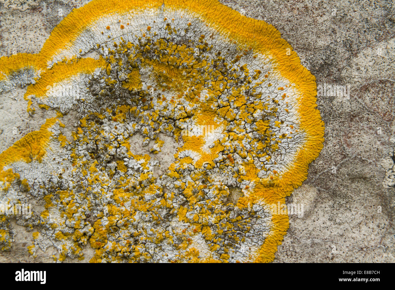 Yellow scale hi-res stock photography and images - Alamy