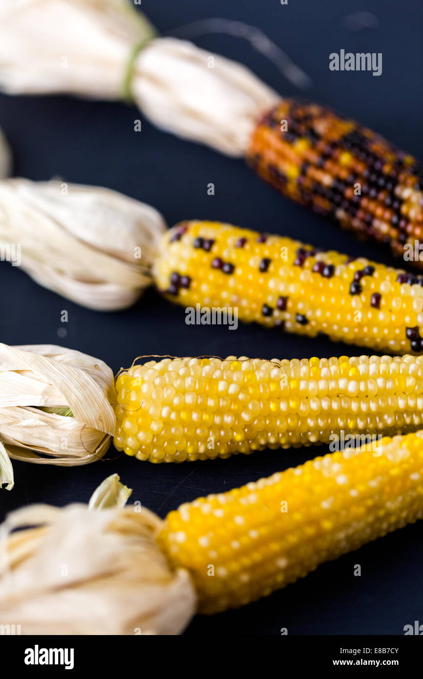 Multi colored indian corn made for Thanksgiving decoration Stock Photo ...