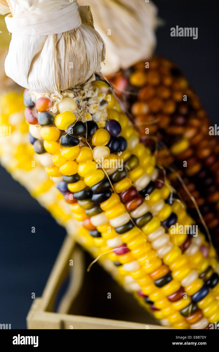 Multi colored indian corn made for Thanksgiving decoration Stock Photo ...