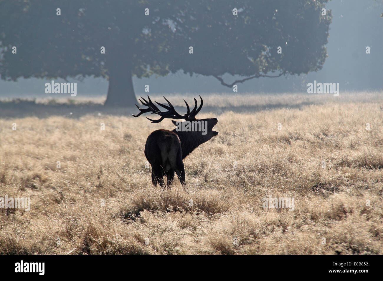 Bushy park stag bugling hi-res stock photography and images - Alamy