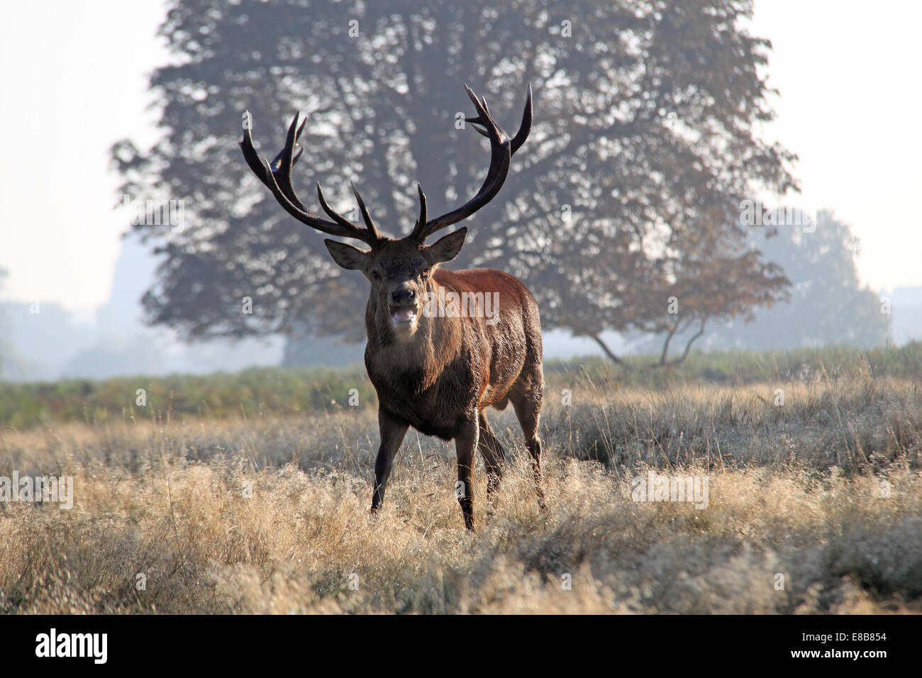 Red deer stag bugling hi-res stock photography and images - Alamy
