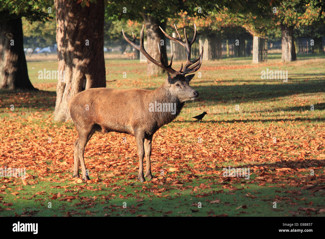 Red deer stag bugling hi-res stock photography and images - Alamy