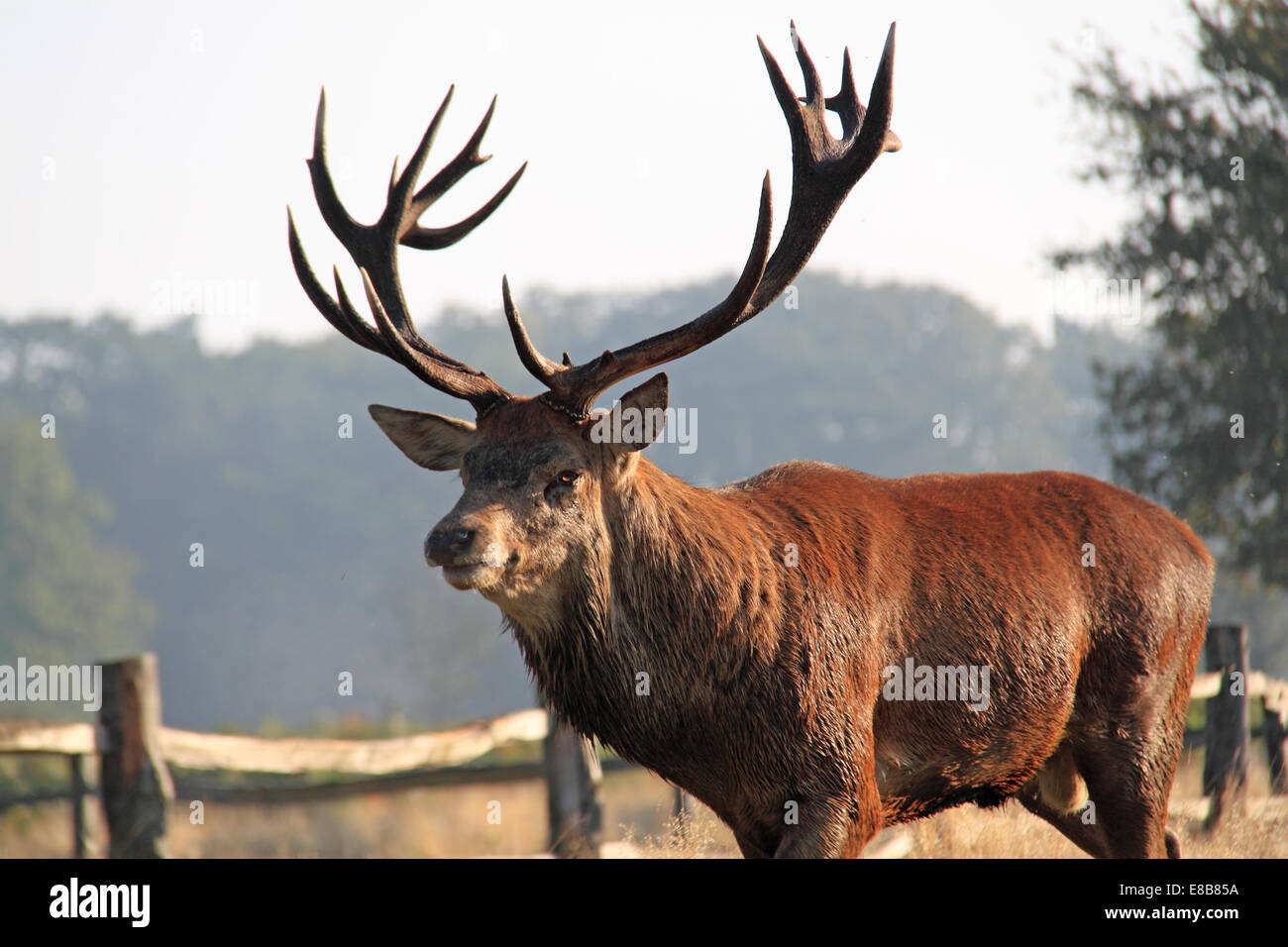 Red deer stag bugling hi-res stock photography and images - Alamy