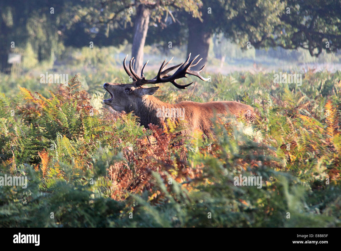 Red deer stag bugling hi-res stock photography and images - Alamy