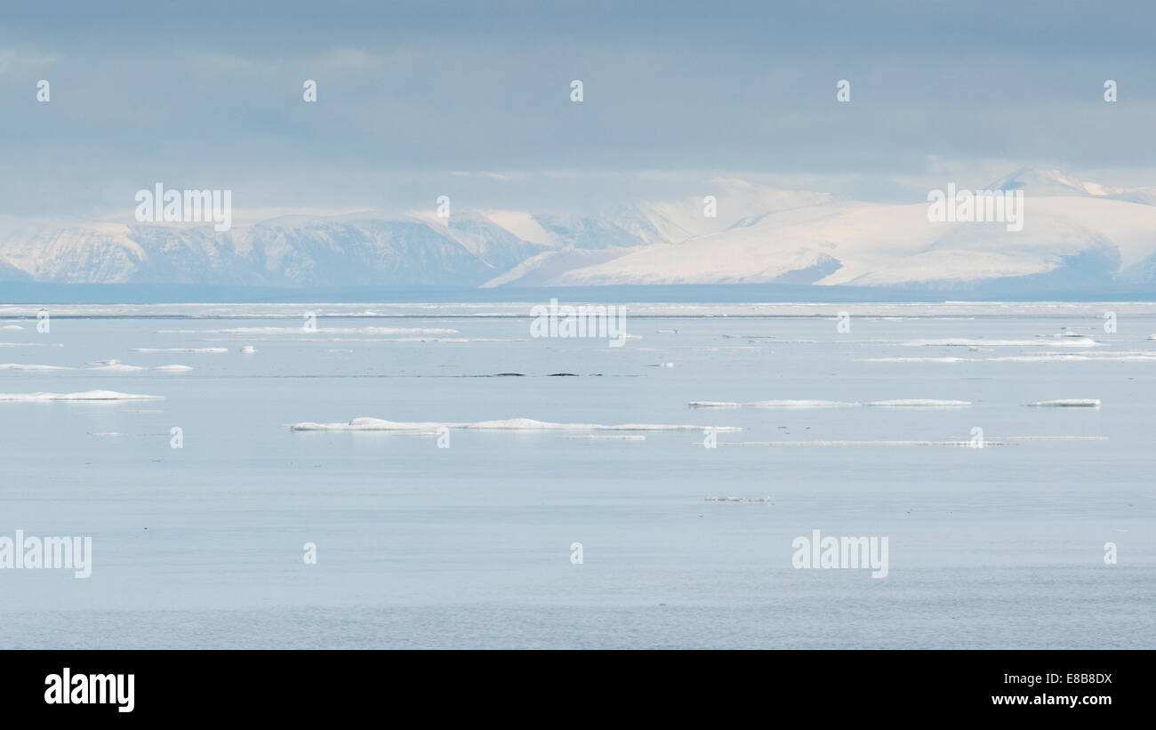 Narwhal hi-res stock photography and images - Alamy