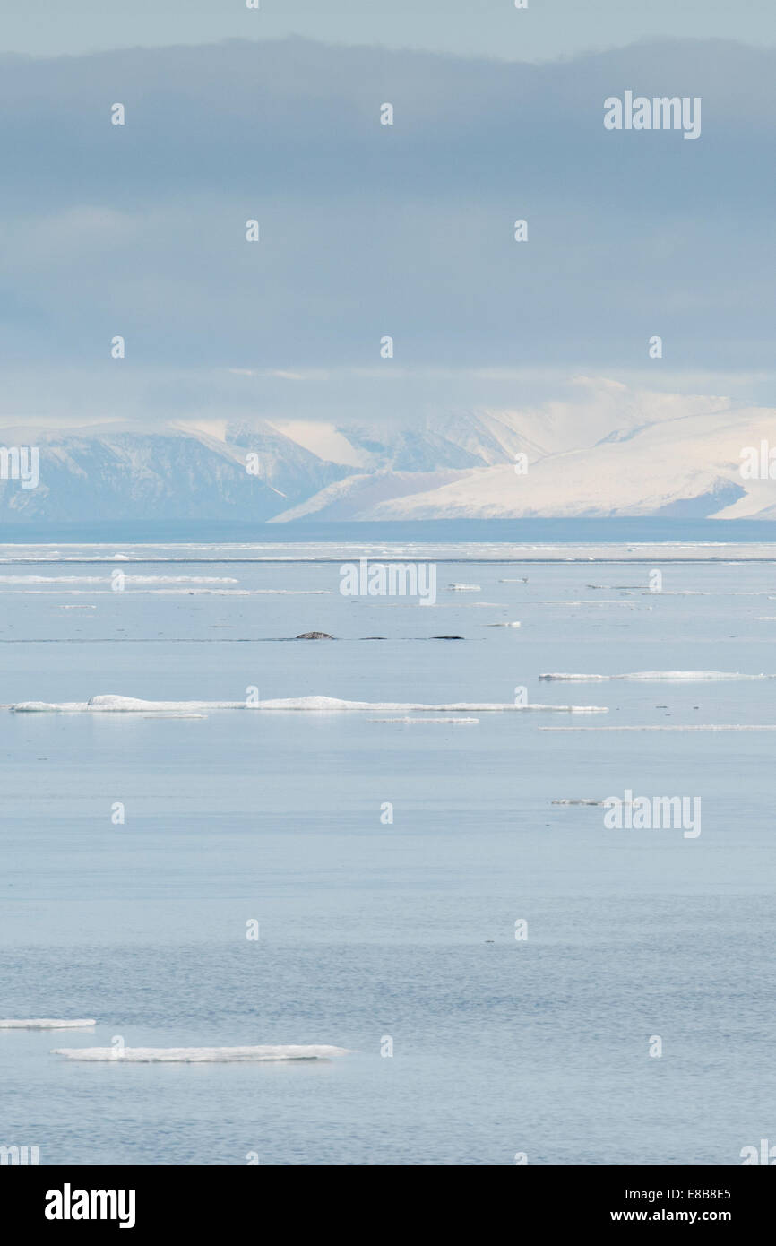 Narwhal hi-res stock photography and images - Alamy