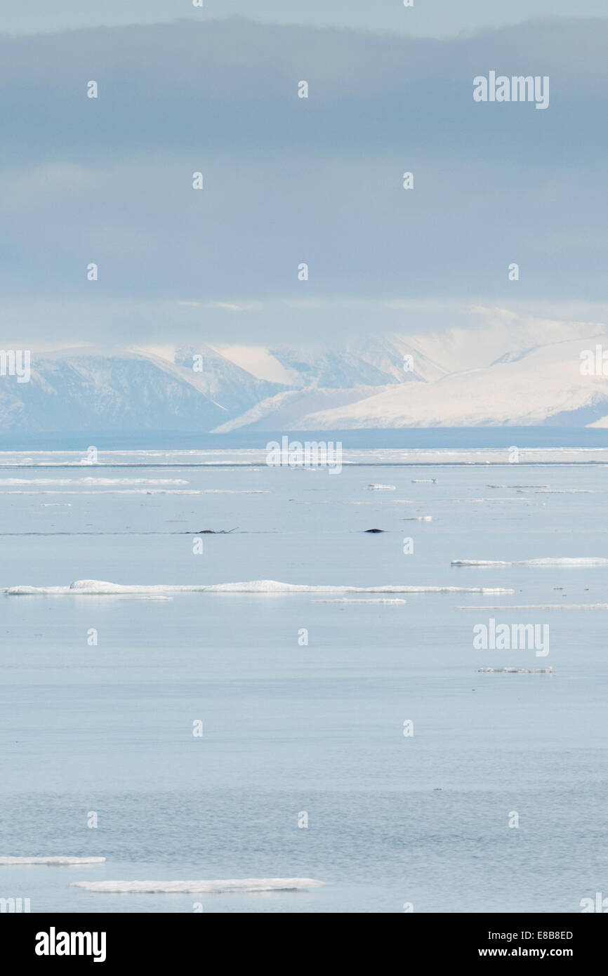 Narwhal, or Narwhale, Monodon monoceros, surfacing at Milne Inlet, with ...