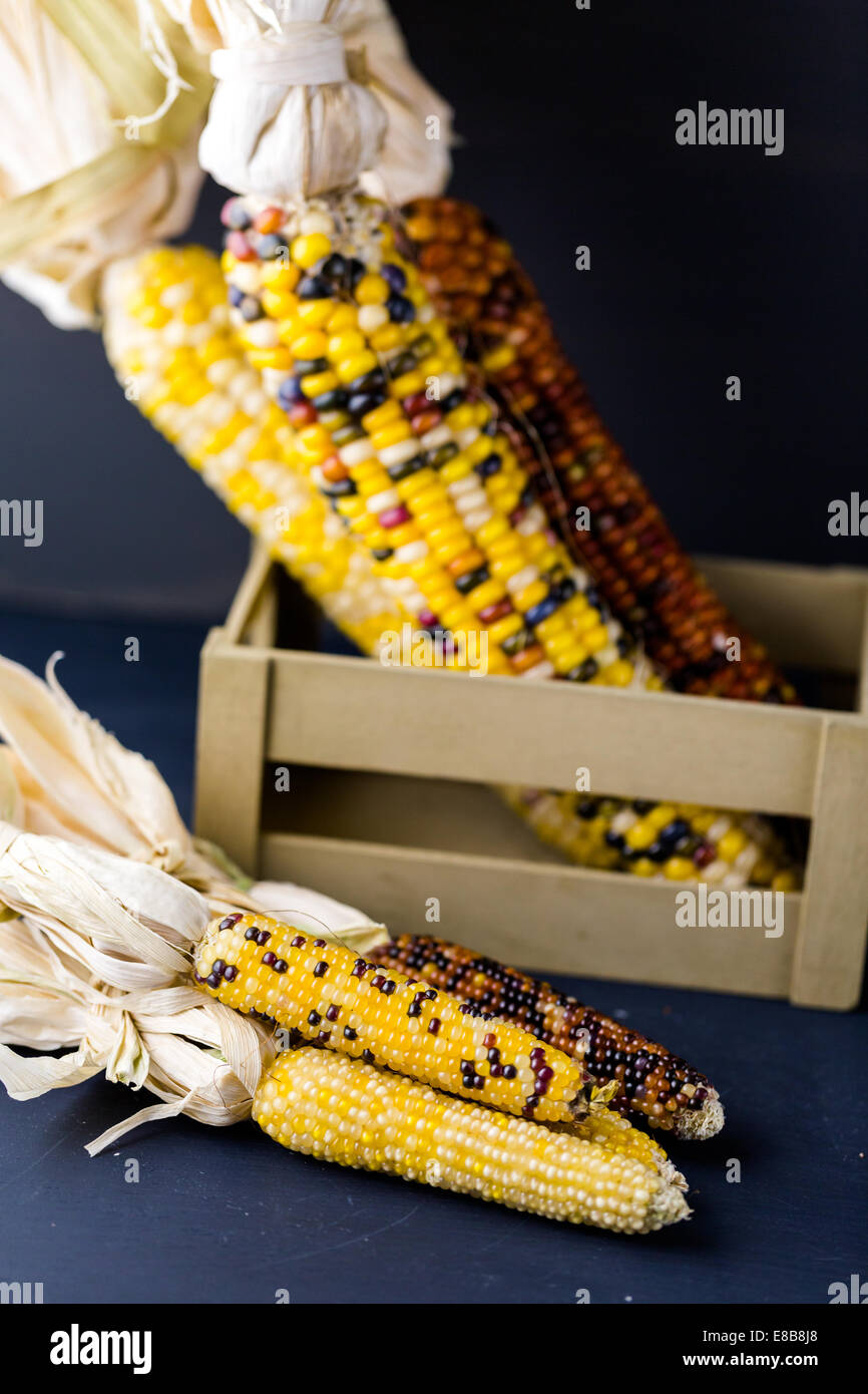 Multi colored indian corn made for Thanksgiving decoration Stock Photo ...