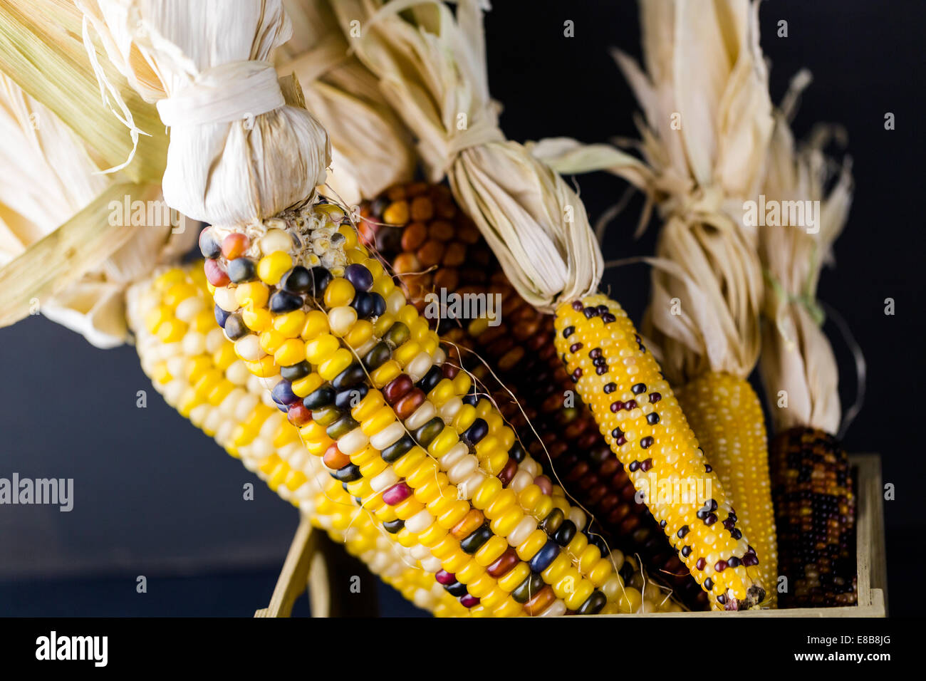 Multi colored indian corn made for Thanksgiving decoration Stock Photo ...