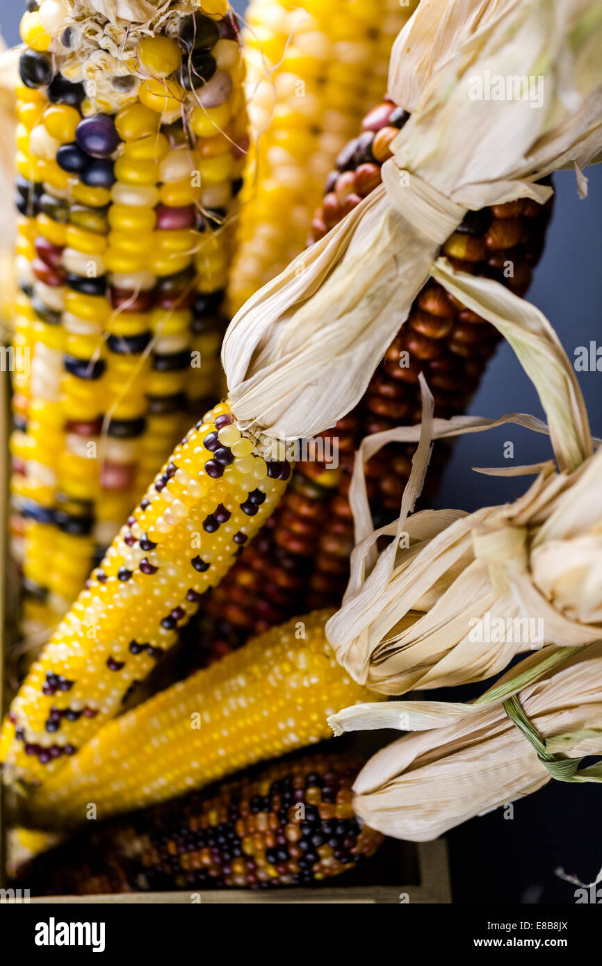 Multi colored indian corn made for Thanksgiving decoration Stock Photo ...