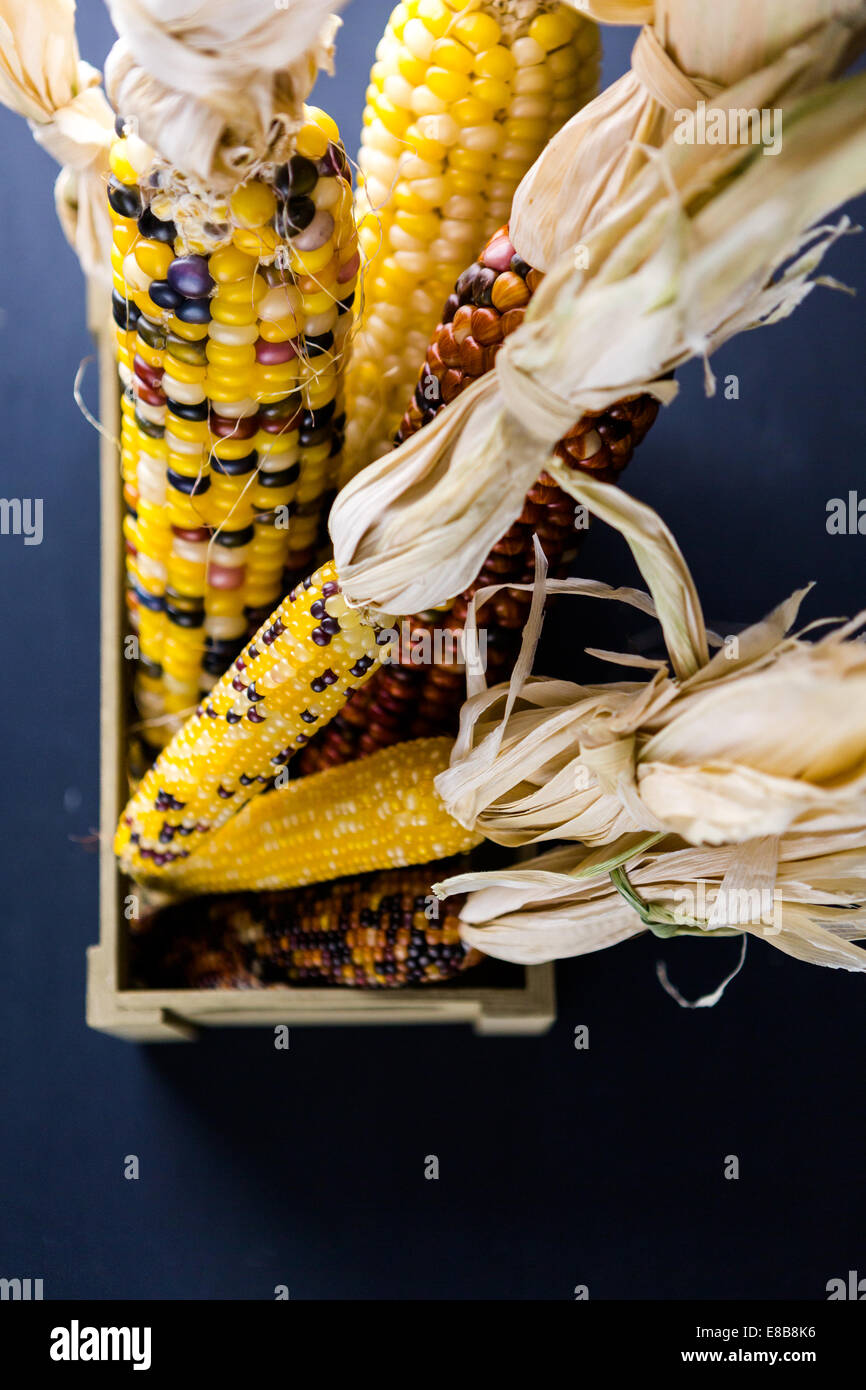 Multi colored indian corn made for Thanksgiving decoration Stock Photo ...
