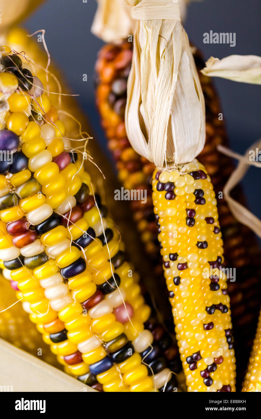 Multi colored indian corn made for Thanksgiving decoration Stock Photo ...