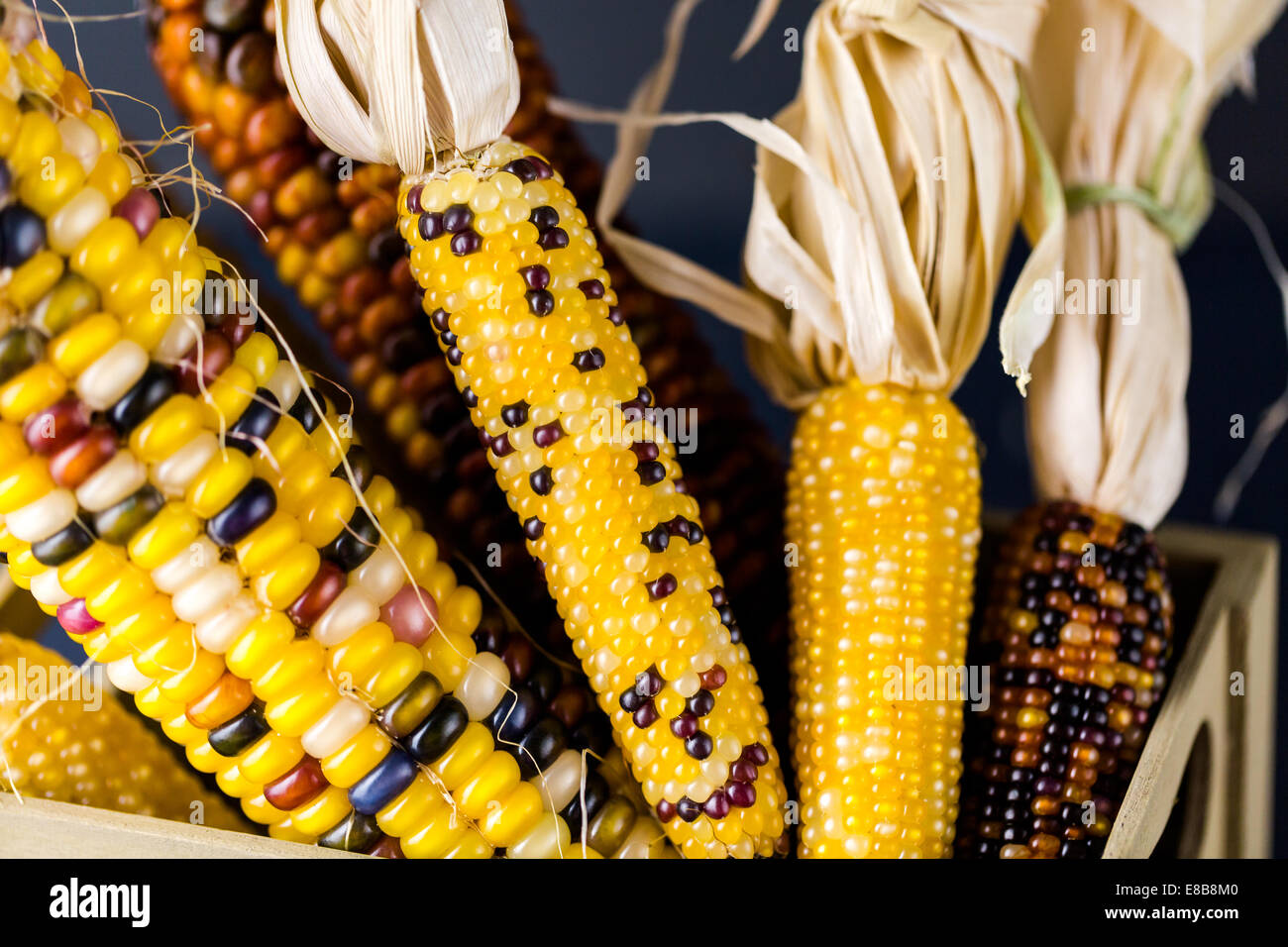 Multi colored indian corn made for Thanksgiving decoration Stock Photo ...