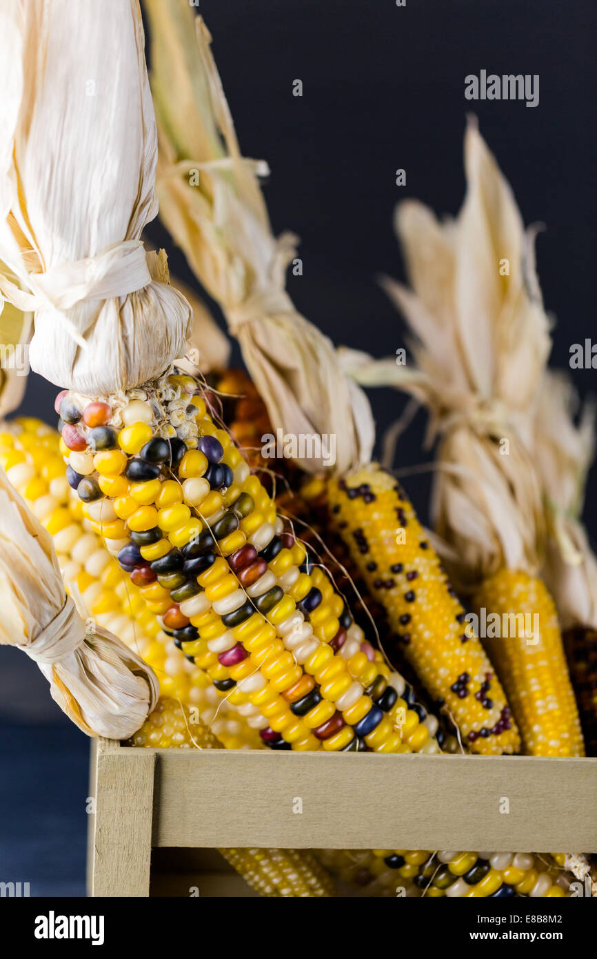 Multi colored indian corn made for Thanksgiving decoration Stock Photo ...