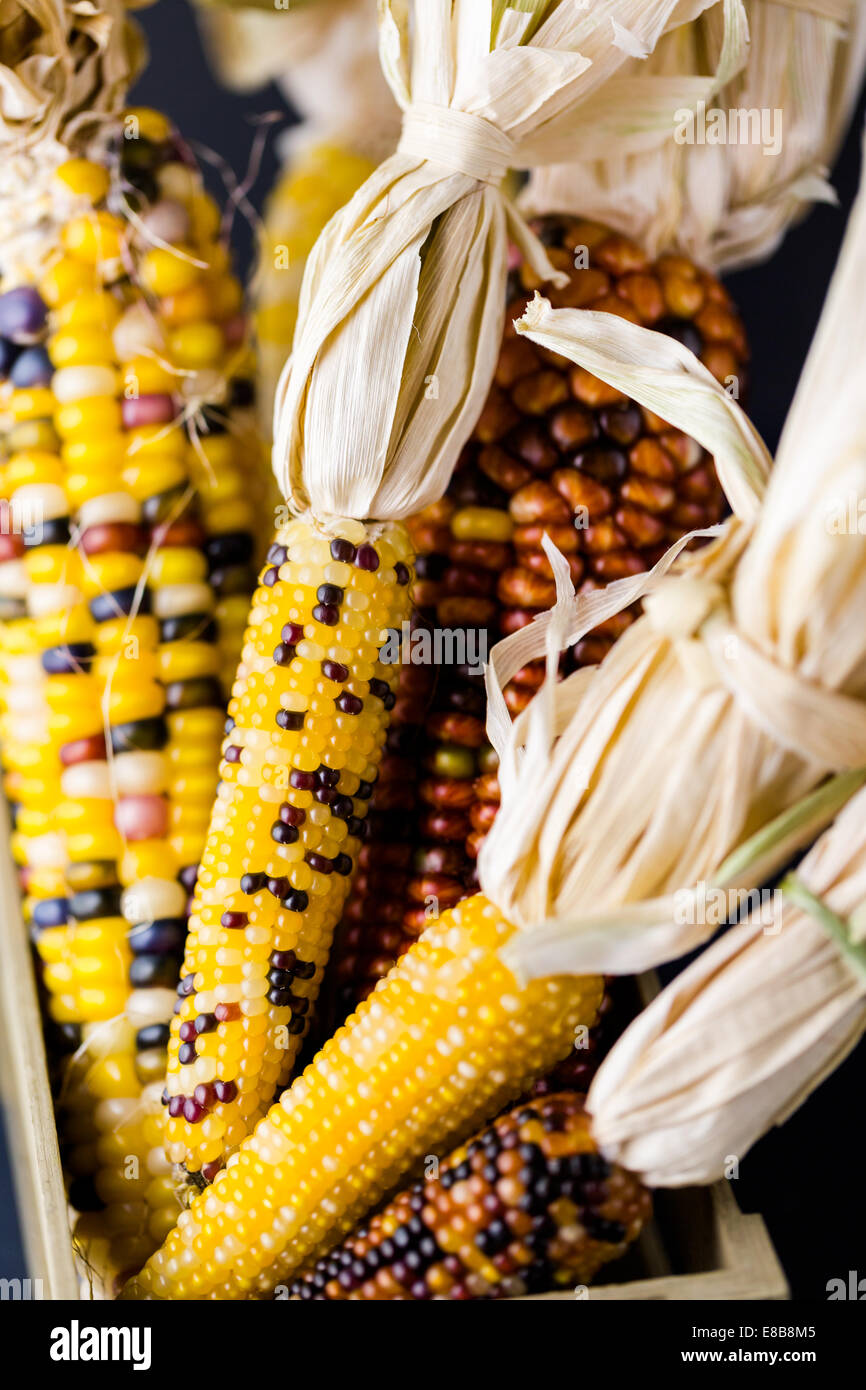 Multi colored indian corn made for Thanksgiving decoration Stock Photo ...