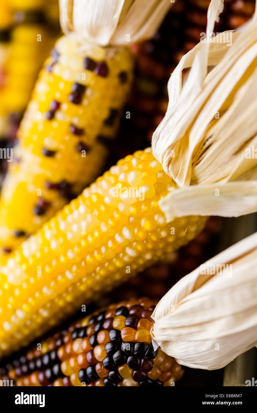 Multi colored indian corn made for Thanksgiving decoration Stock Photo ...