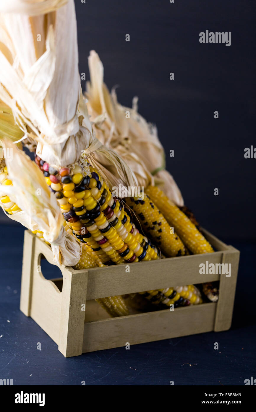 Multi colored indian corn made for Thanksgiving decoration Stock Photo ...