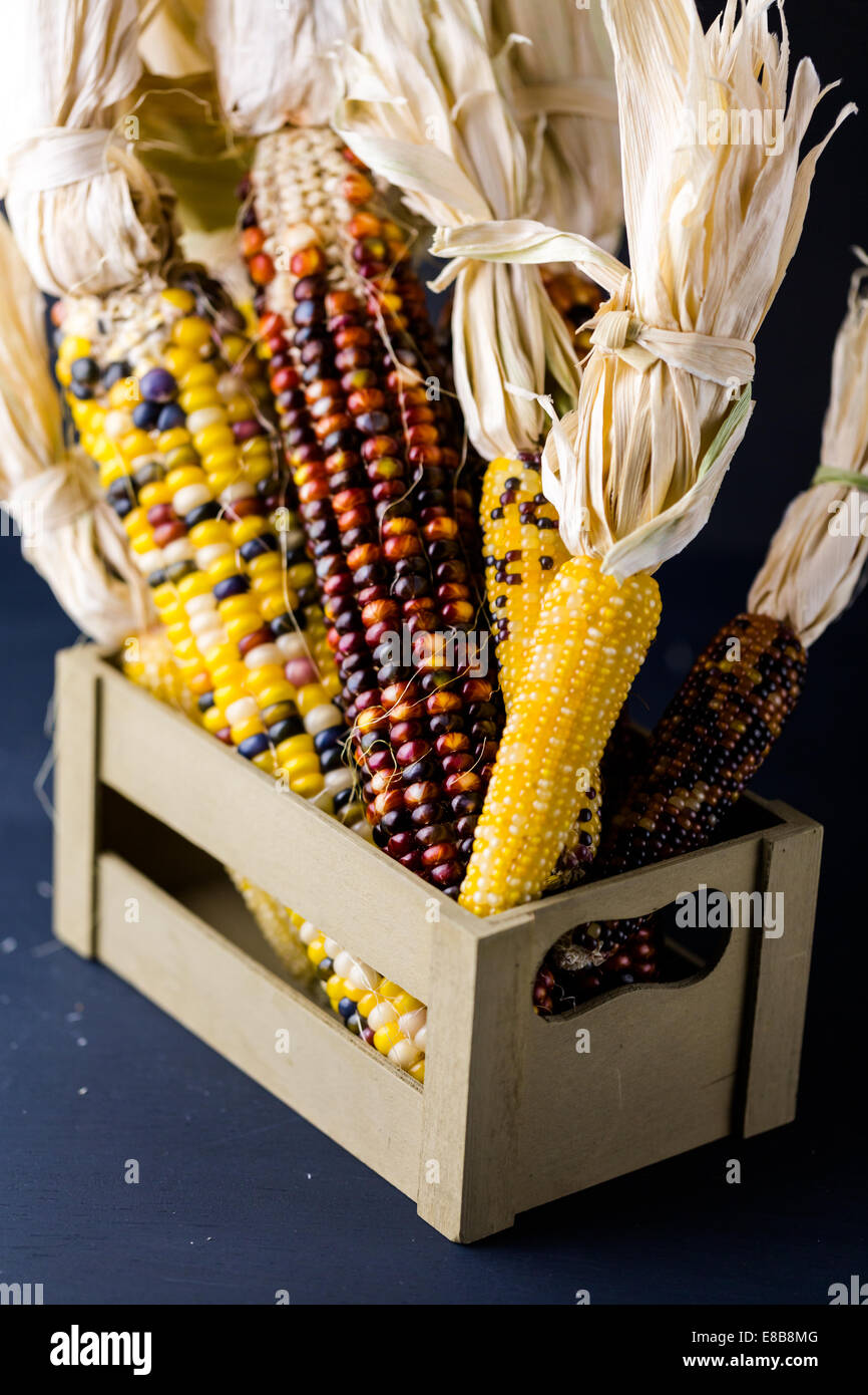 Multi colored indian corn made for Thanksgiving decoration Stock Photo ...