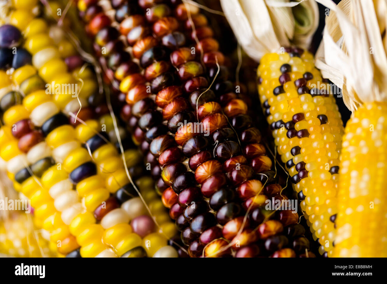 Multi colored indian corn made for Thanksgiving decoration Stock Photo ...