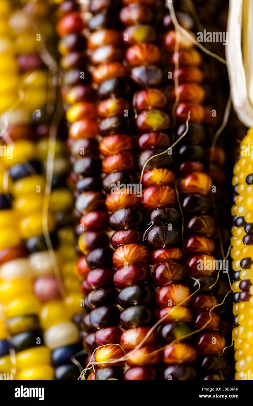 Multi colored indian corn made for Thanksgiving decoration Stock Photo ...