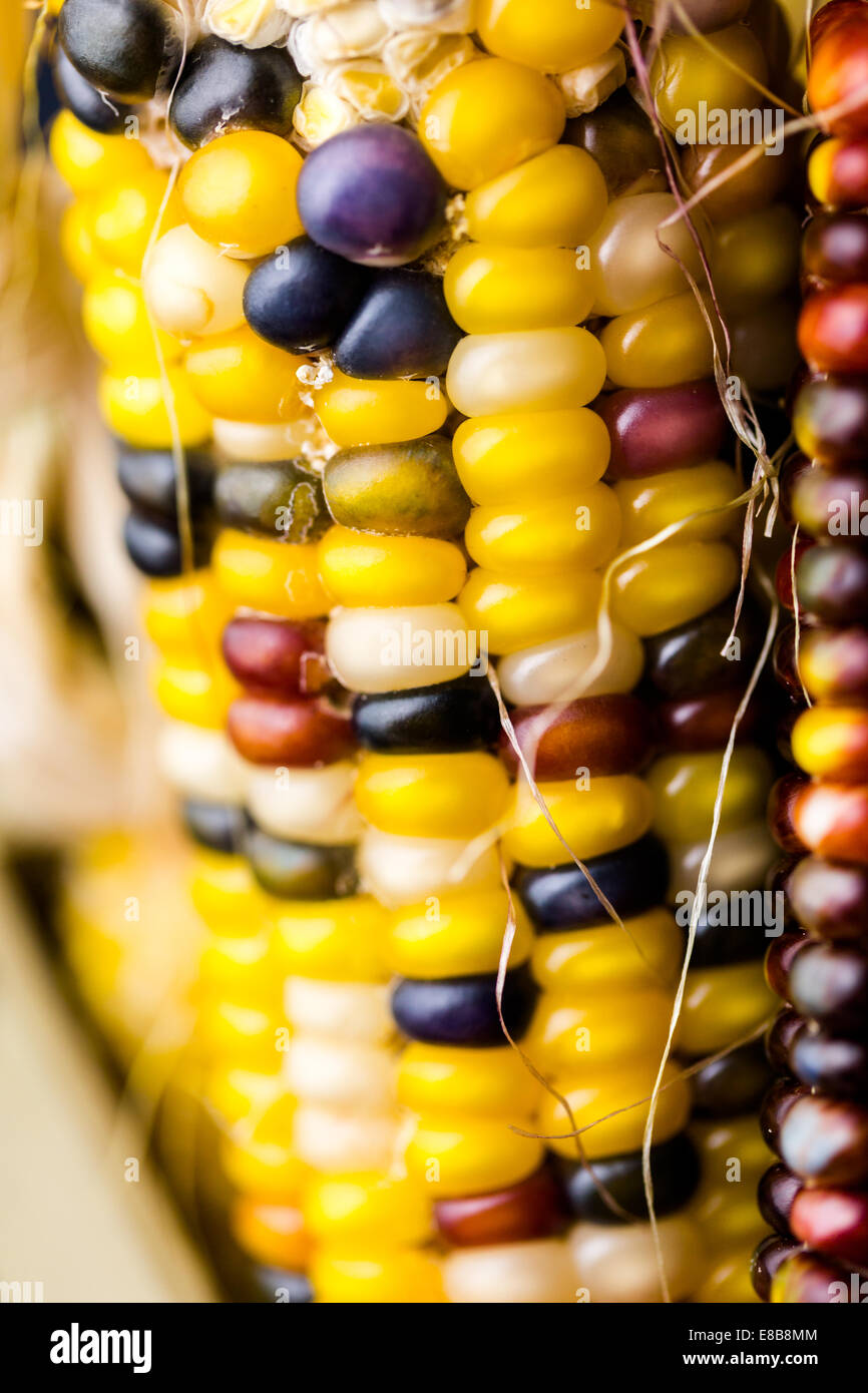 Multi colored indian corn made for Thanksgiving decoration Stock Photo ...