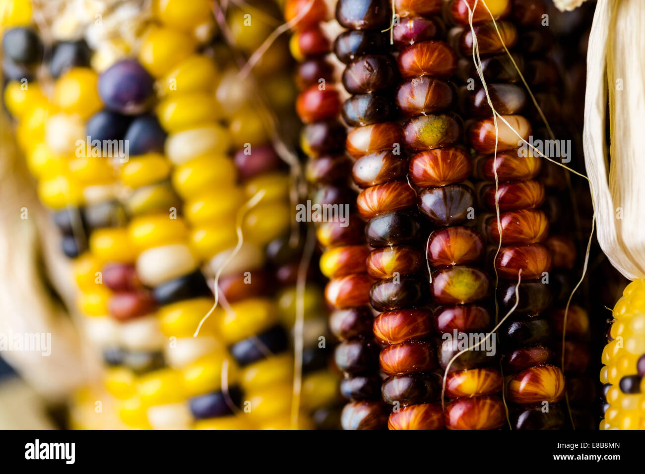 Multi colored indian corn made for Thanksgiving decoration Stock Photo ...