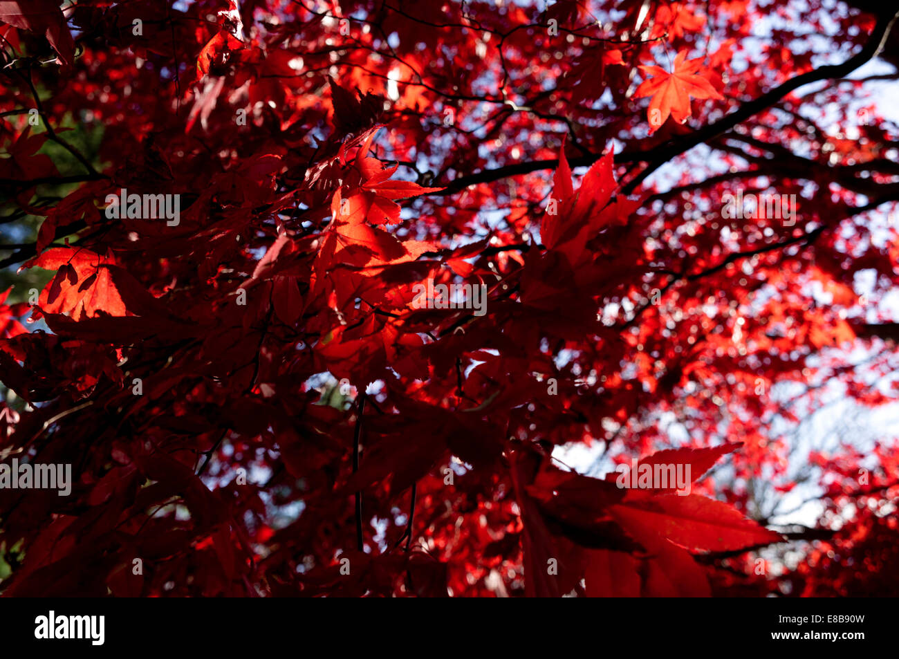 The sun shines through the leaves of a Japanese maple tree in New ...