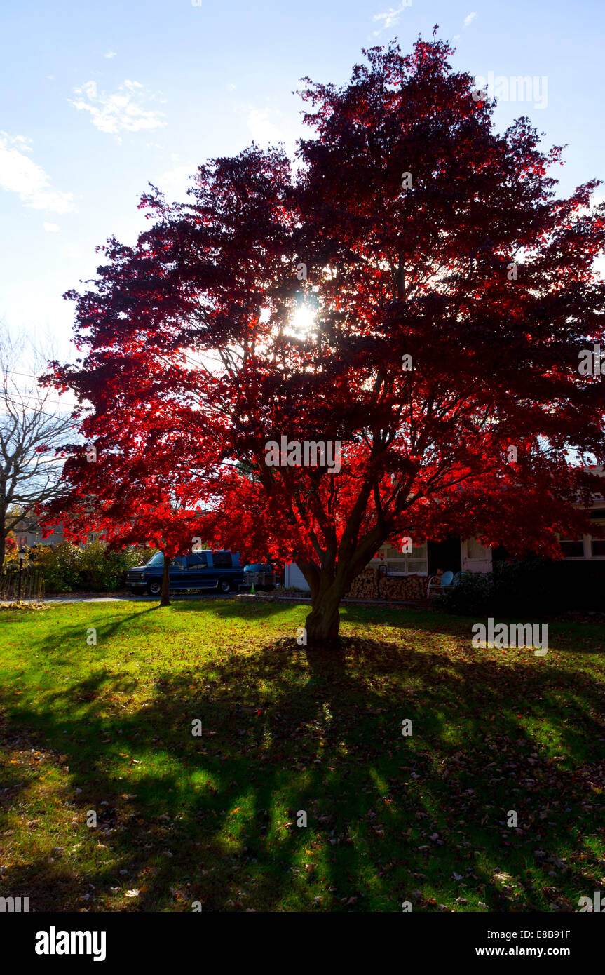 The sun shines through the leaves of a Japanese maple tree by the side ...