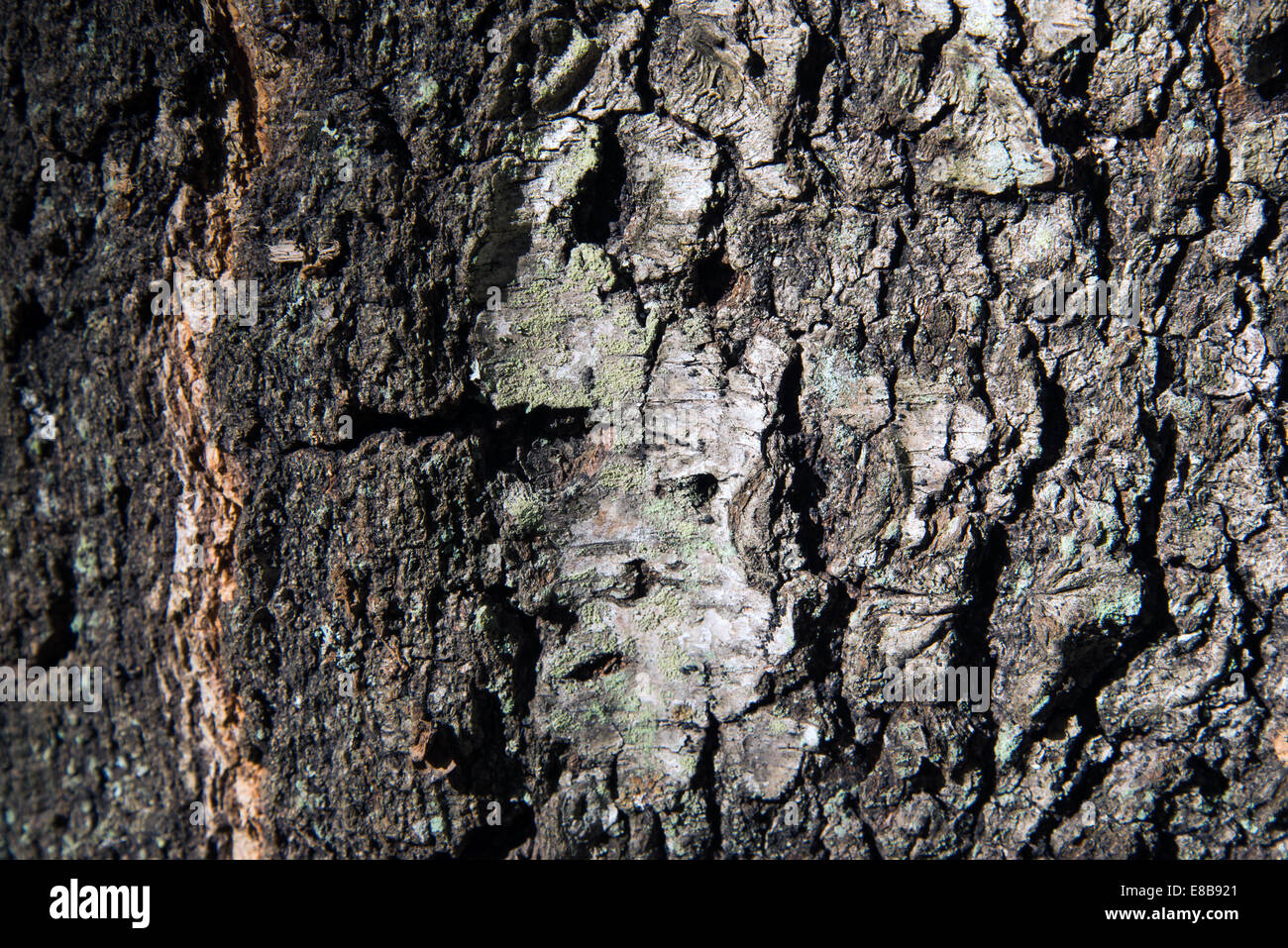 Tree bark texture Stock Photo - Alamy
