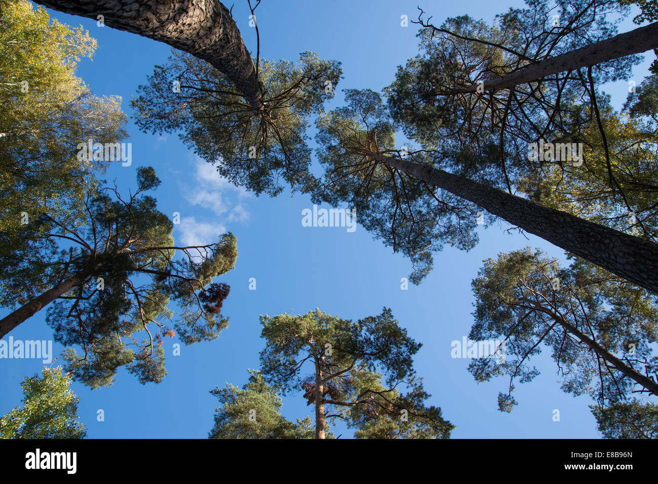Blue sky through trees hi-res stock photography and images - Alamy