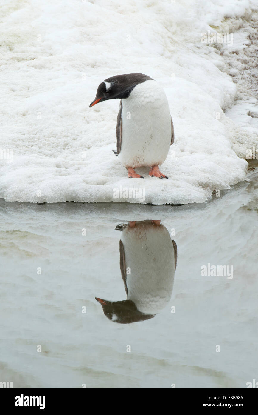 Penguin pygoscelis papua staring reflection hi-res stock photography ...