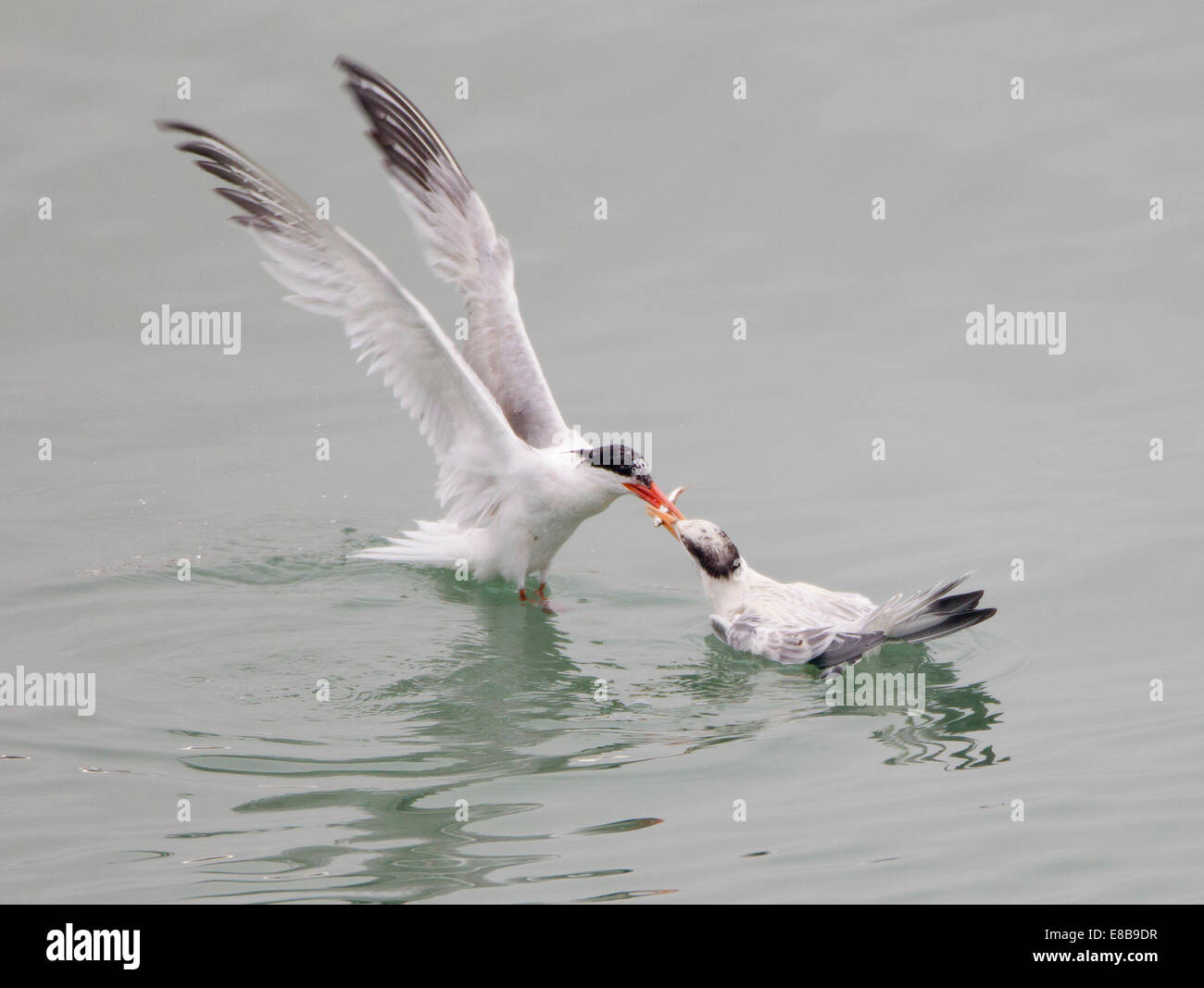 Tern With A Fish High Resolution Stock Photography and Images - Alamy