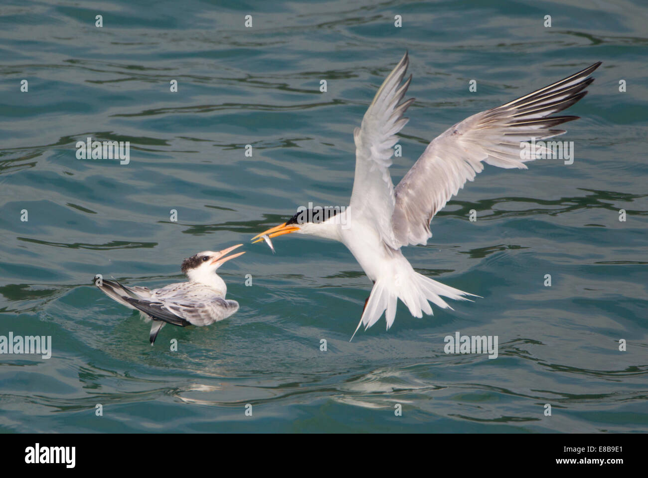 Tern With A Fish High Resolution Stock Photography and Images - Alamy