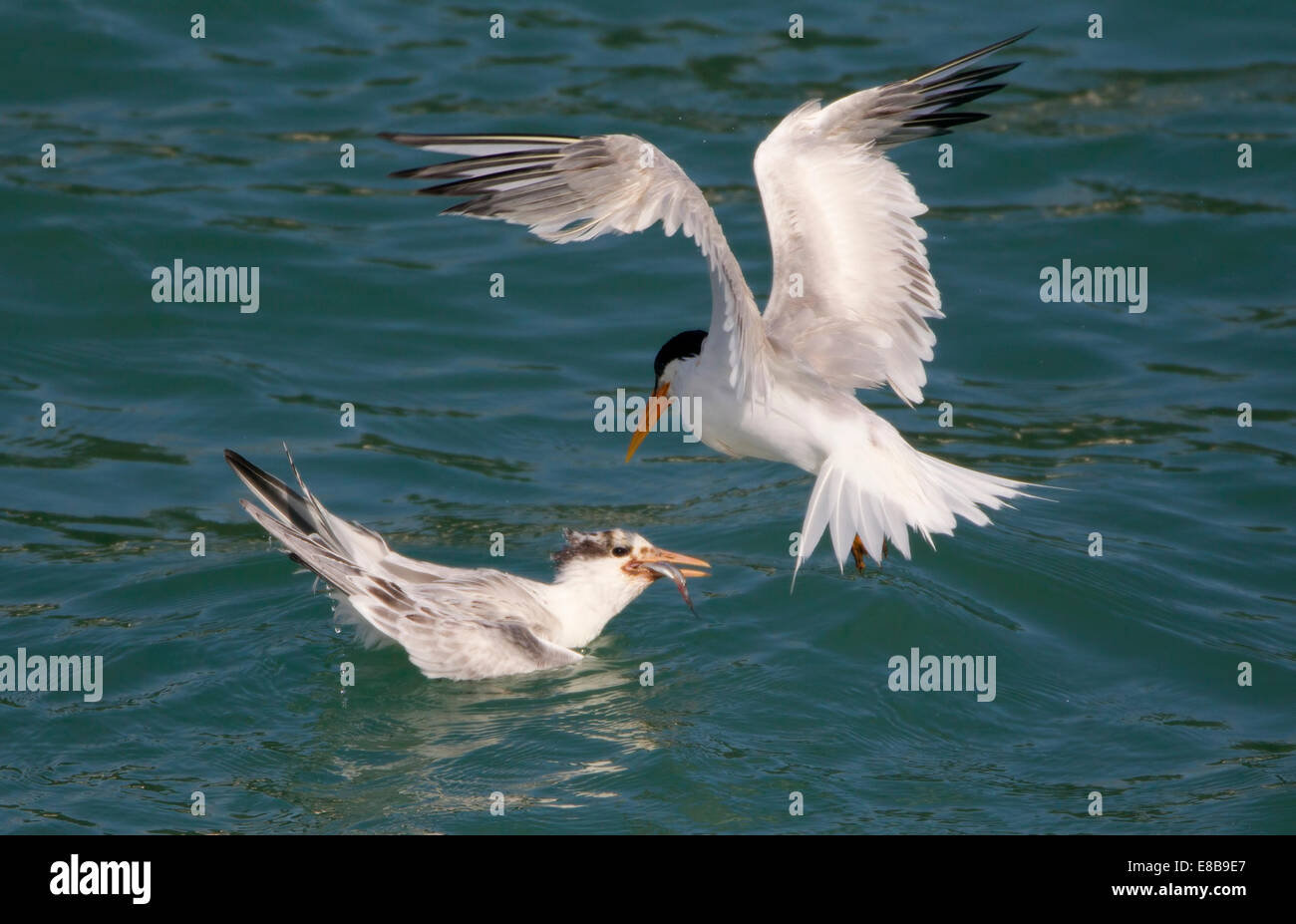 Tern With A Fish High Resolution Stock Photography and Images - Alamy